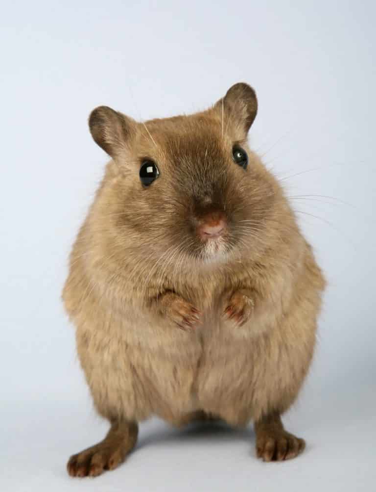 5x Beste Goudhamster Kooi - [juni Update] PetMania.nl
