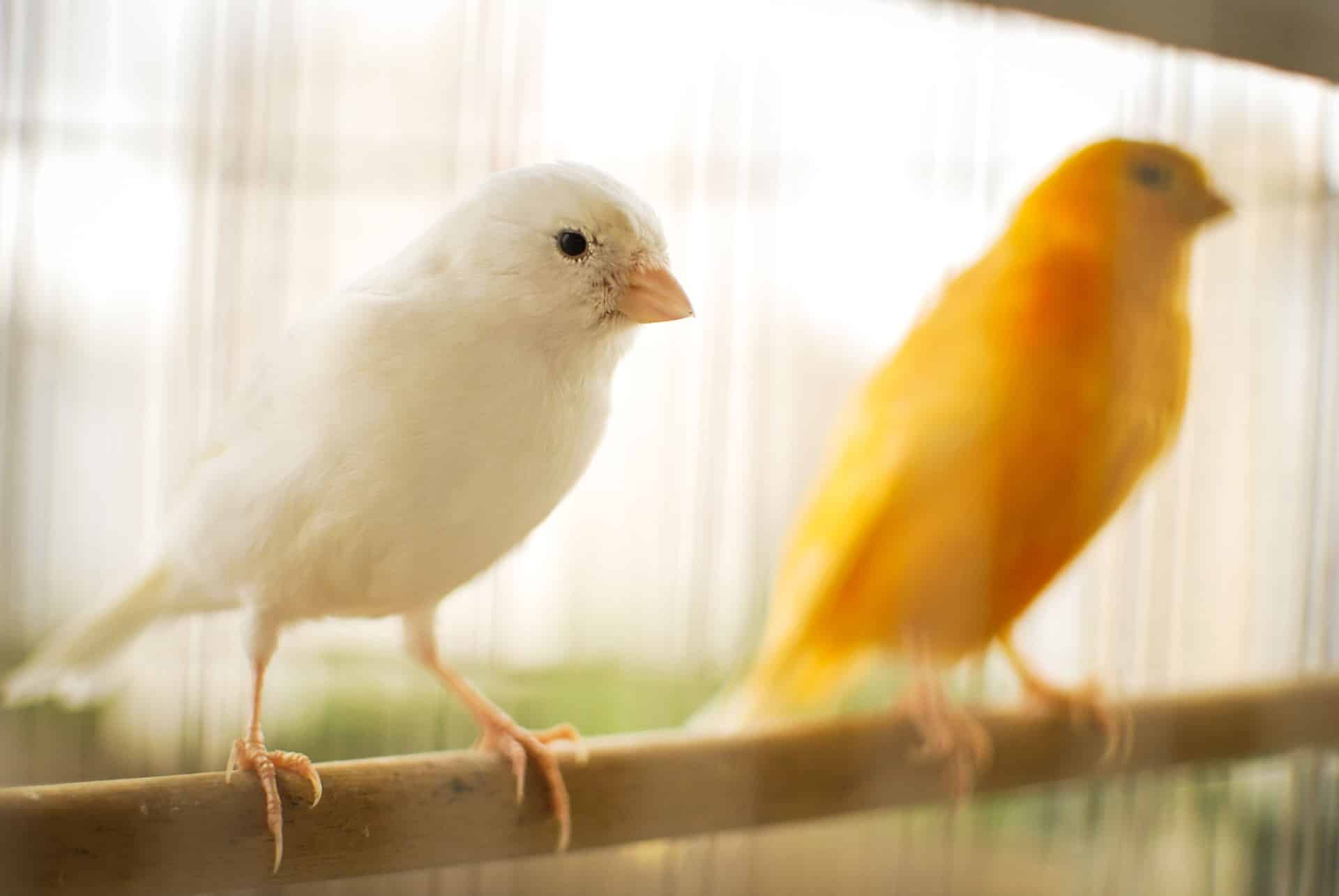 5 Beste Kanarievoer - [december Update] PetMania.nl