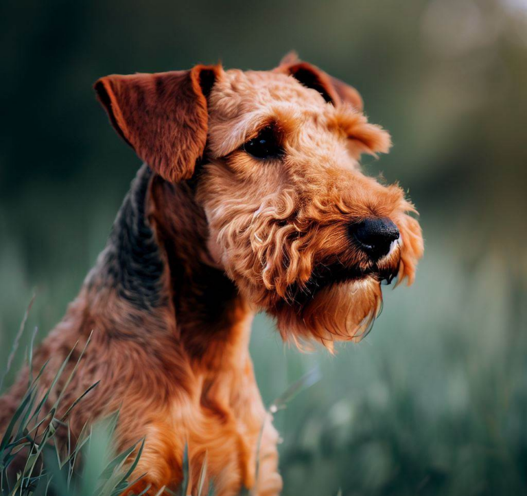 Welsh Terrier: Een Hondenras Met Een Rijke Geschiedenis En Oorsprong ...