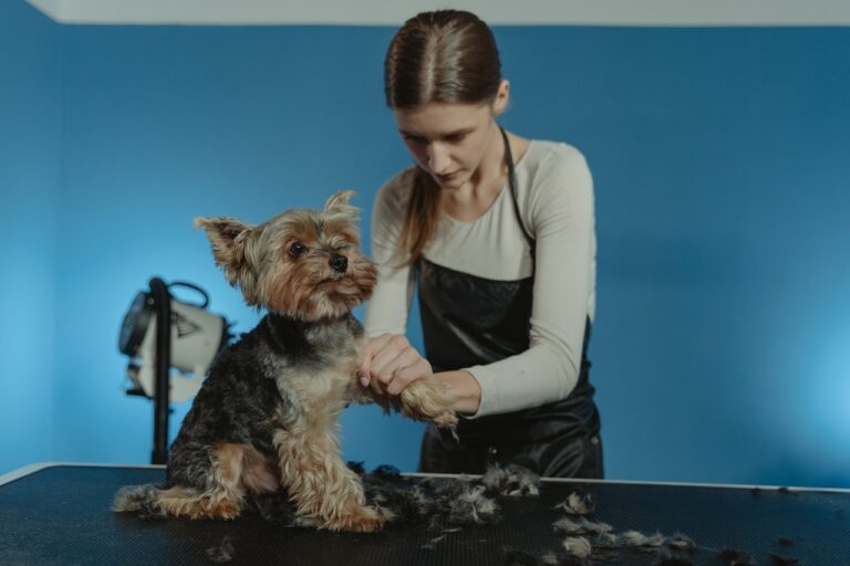 Zelf je hond trimmen met een hondentrimmer: een stappenplan - [mei ...
