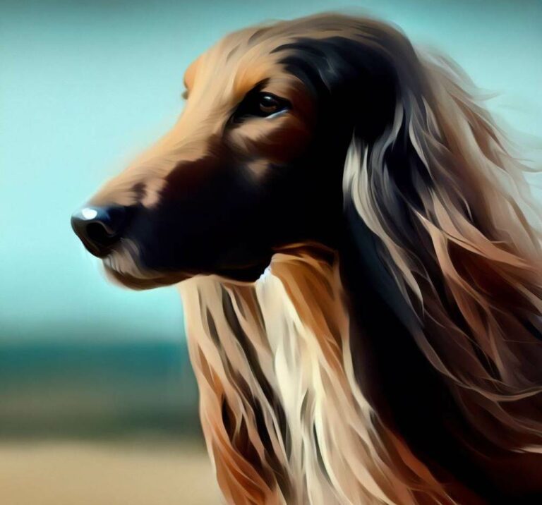 Afghaanse Windhond - [april Update] PetMania.nl