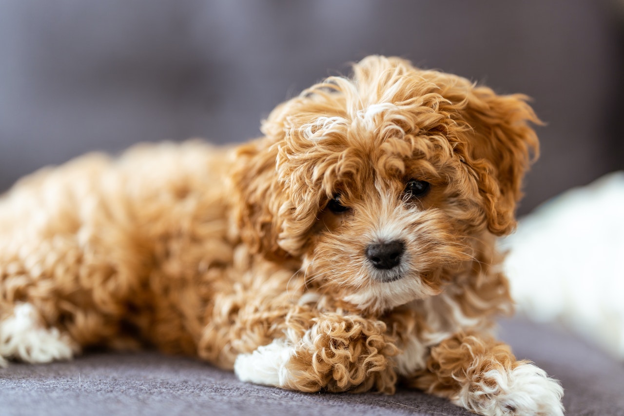 Cavapoo: een schattige kruising met leuke karaktereigenschappen ...