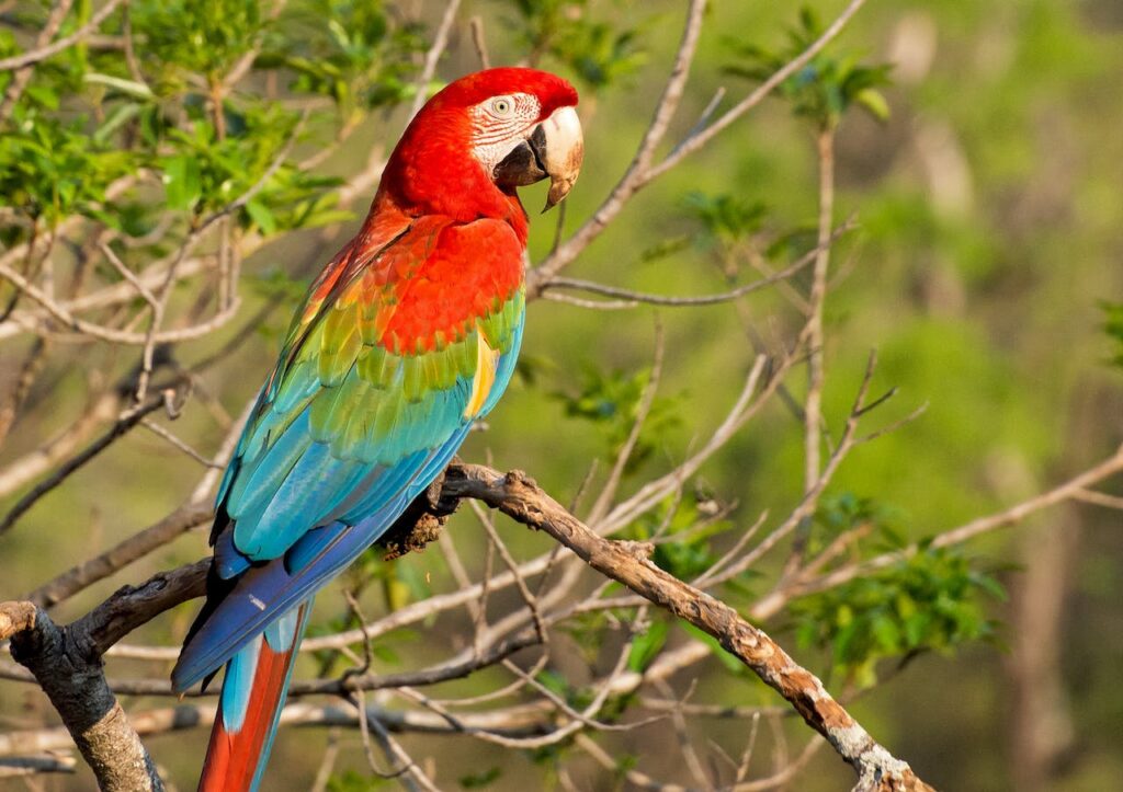 10 feiten over de papegaai: leer meer over deze kleurrijke vogels ...