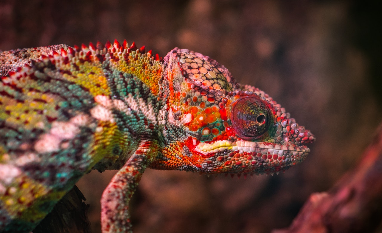 Ontdek hier meer over het leven van een kameleon - [mei Update] PetMania.nl