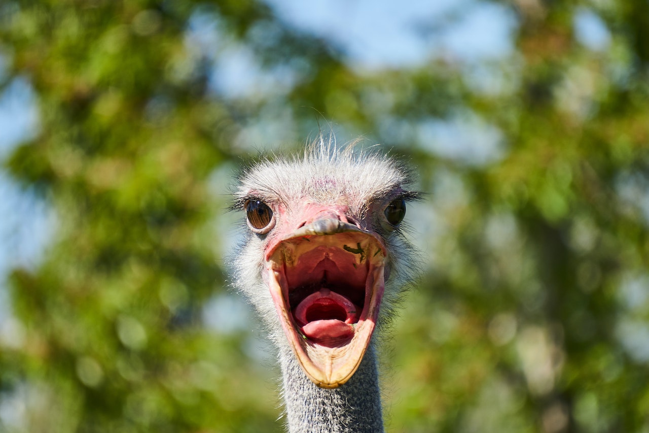 Top 10 grootste dieren ter wereld: ontdek de reuzen van het dierenrijk ...