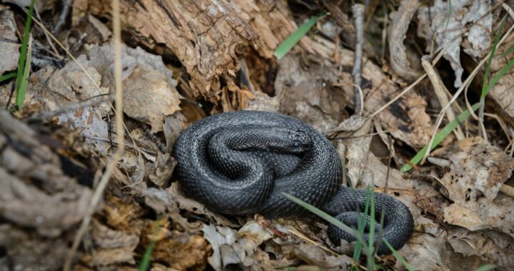 De grootste slangen ter wereld: een overzicht - [december Update ...