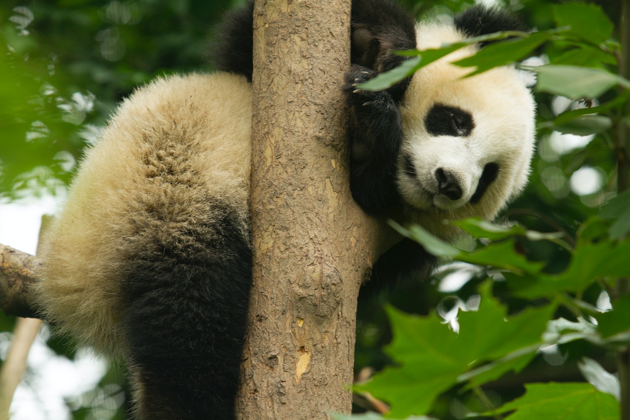 10 weetjes over panda's: interessante feiten over deze schattige dieren ...