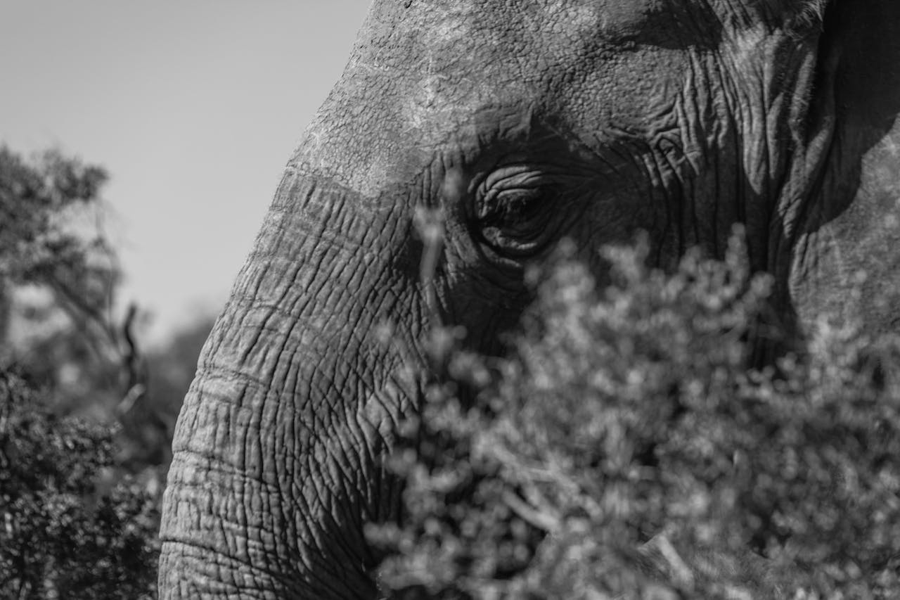 De big five: dit zijn ze én hier kun je ze spotten - [april Update ...